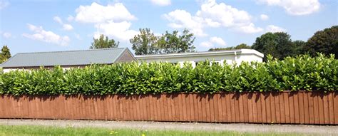 Laurel Hedging Cherry Laurel Hedges Buy Laurel Hedging Plants