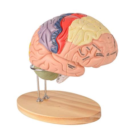 Human Brain Model For Neuroscience Brain Anatomy Model Fruugo Uk