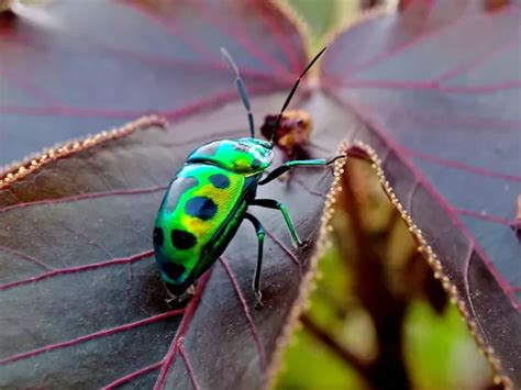 Lychee Shield Bug