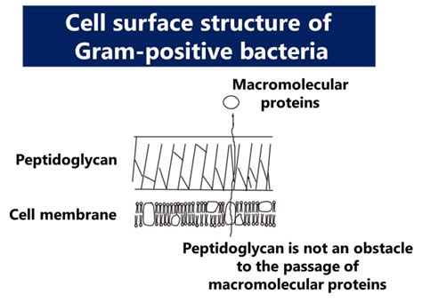 Bacterial Cell Wall Structure