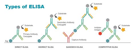 酵素結合免疫吸附分析平台開發 Leadgene 偉喬生醫