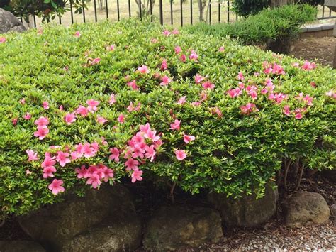 夫、蜂に刺される・・・ Cocoだけの話