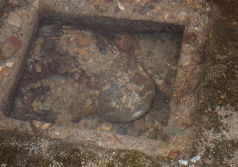 Hurricane Helene Took A Toll On Virginias Eastern Hellbender Populations Virginia Dwr