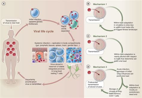 Virulence And Pathogenesis Of Hiv 1 Infection An Evolutionary