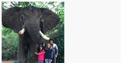 아프리카 코끼리 크기 체감