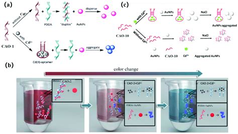 A A Diagram Of The Colorimetric Detection Of Cd 2 Using Aunp Download Scientific Diagram
