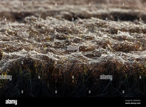The Grass Covered With Cobwebs Stock Photo Alamy