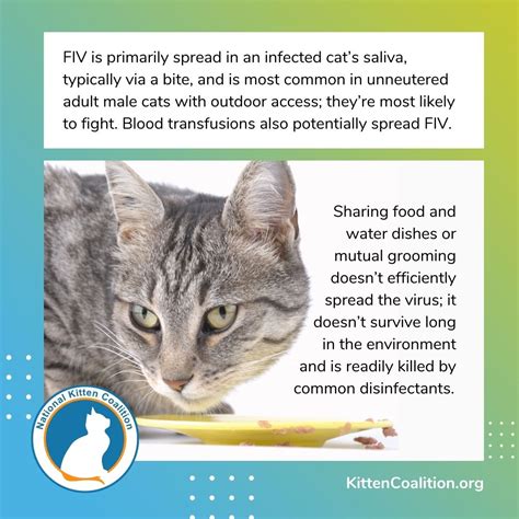 Understanding Feline Immunodeficiency Virus Fiv Transmission And