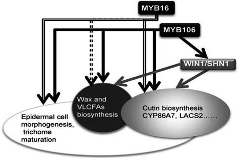 Regulation Of Cuticle Development And Epidermal Differentiation By Download Scientific Diagram