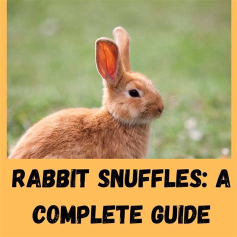 Rabbit Snuffles Can Rabbits Have Seasonal Allergies