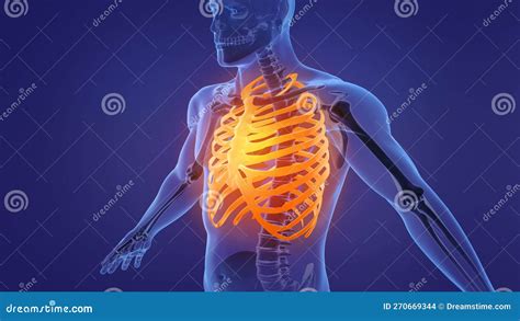 Visualizing Bone Resorption Osteoclasts Decomposing Bone Tissue To
