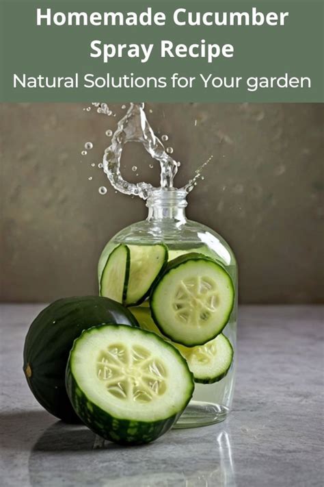 Homemade Cucumber Spray Recipe Natural Solutions For Garden