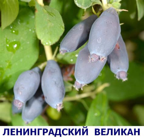 Жимолость. Сорта с фото и описанием для Поволжья, Подмосковья, Сибири ...