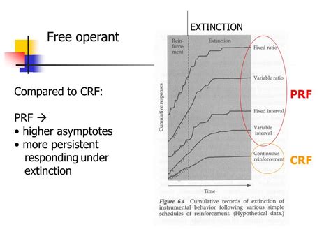 Ppt The Partial Reinforcement Extinction Effect Pree Powerpoint Presentation Id 655541