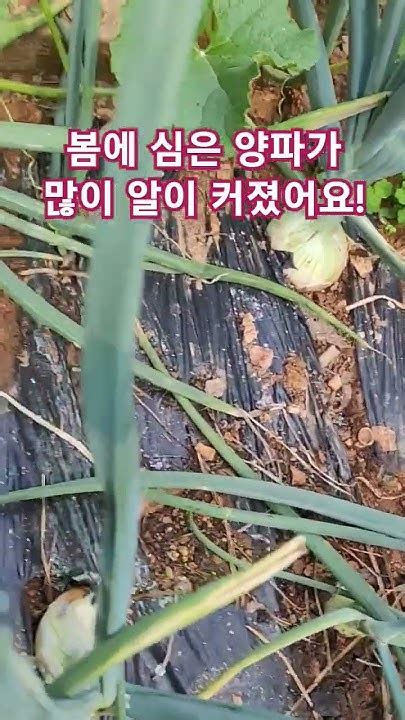 봄에 심은 양파가 알이 많이 커졌어요 양파 재배 힐링 텃밭 가꾸기 Shorts 코리아선교방송구독 And 좋아요 Youtube