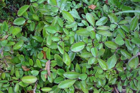 Bryophyllum Pinnatum