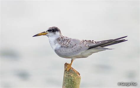 Yellow Billed Tern