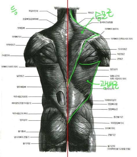 [그림일기 9일] 그림 그리기의 기초 인체편 2 등 근육 네이버 블로그 근육 그림 인간 해부학