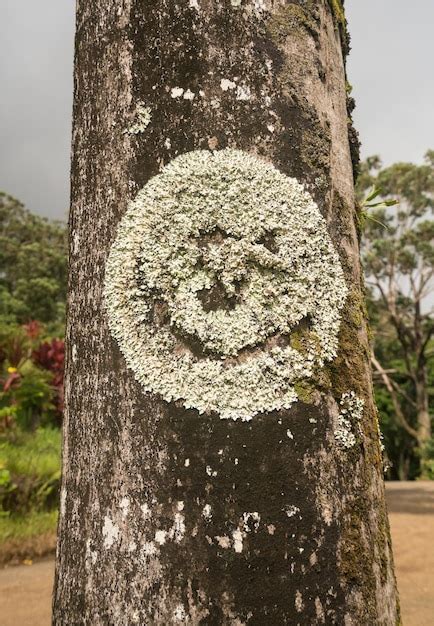 Premium Photo Lichens And Moss On Tree Trunk