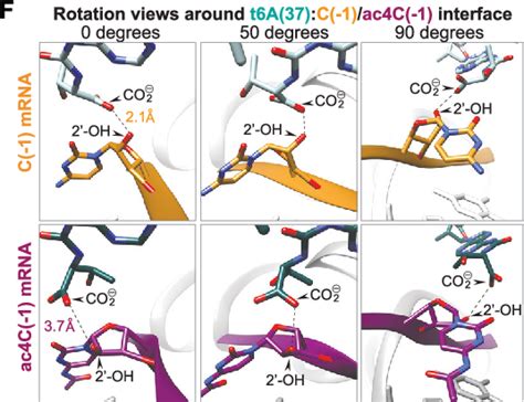 Figure 7 From Direct Epitranscriptomic Regulation Of Mammalian
