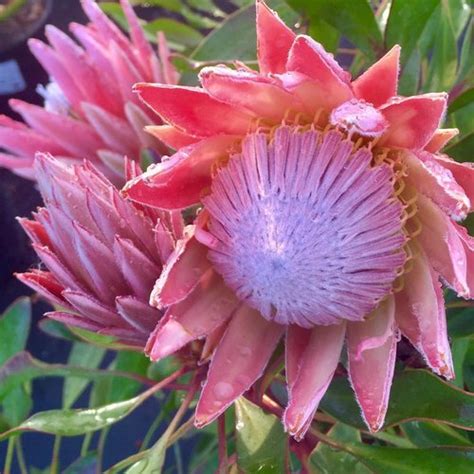 Protea Cynaroides Mini King Dwarf King Protea Plant Lust