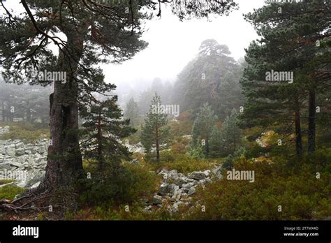 Scots Pine Pinus Sylvestris Is An Evergreen Tree Native To North And