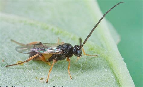 Root Maggot En Safe And Appropriate Use Of Pesticides And Fertilizers