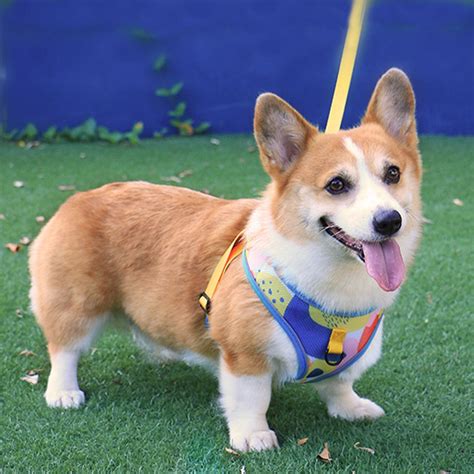 Badu Bg Дишащ колан за кучета и каишка Комплект колан с анимационен модел Куче без дърпане за