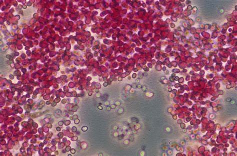 Wine Yeast How Do Yeasts Impact The Flavour Decanter