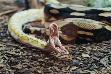 Mastering Pythons Magic Methods Part 1 Hackernoon