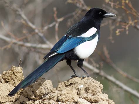 Black Billed Magpie Flying