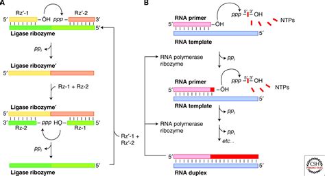 Closing The Circle Replicating Rna With Rna