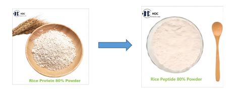 Rice Peptide