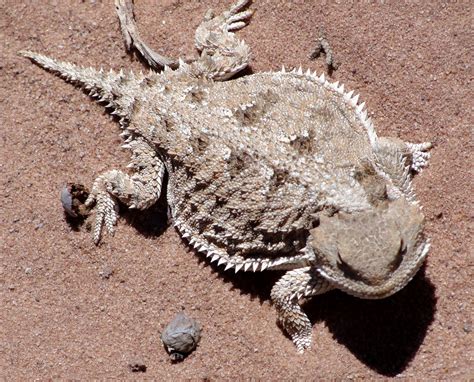 Horned Toad In Navajo