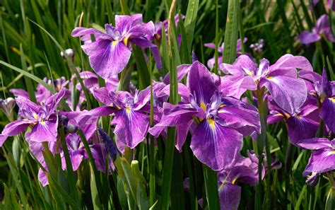 Iris Planter Et Diviser Ooreka