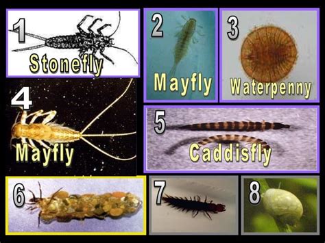 Name That Benthic Macroinvertebrates Quiz Aquatic Insects Ppt