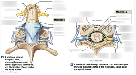 Nervous System Quiz 2 Diagram Quizlet