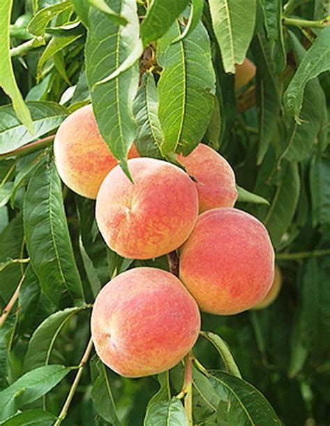 Suncrest őszibarack Szabadgyökerű Hangakerteszet Hu Ke