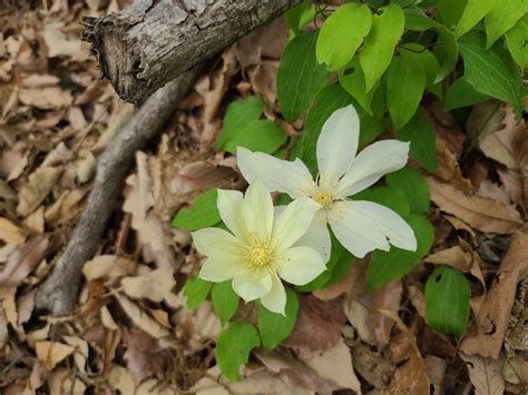 큰꽃으아리클라마티스 한국의 야생화crs News