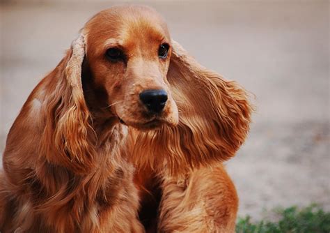 When Is A Cocker Spaniel Fully Grown