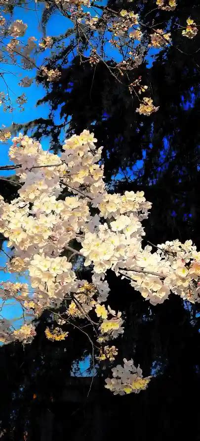 免费高清手机壁纸 海量背景图片 精美的壁纸网站「哲风壁纸」