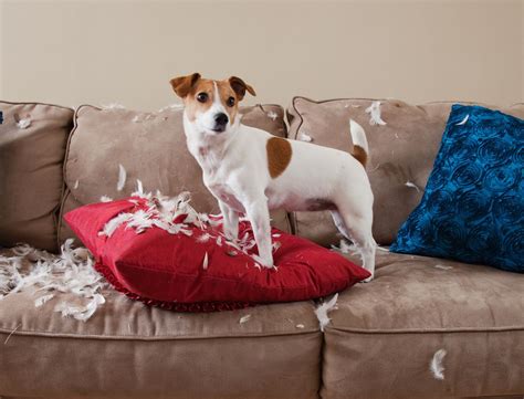 Heres The Real Reason Your Dog Gives That ‘guilty Look Bbc Science