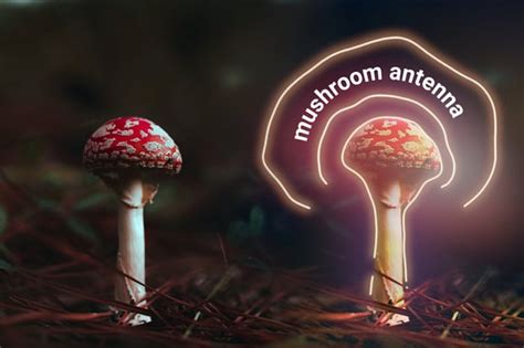 want to learn how to use gimp r gimp