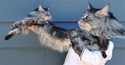 First Time Using Gimp Imgur