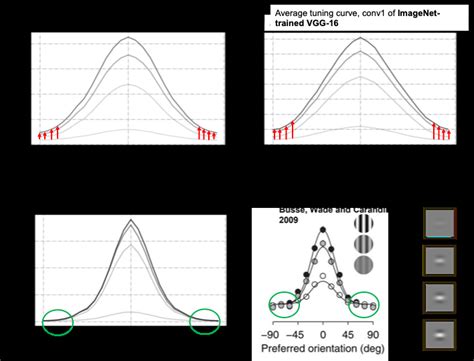 A Average Tuning Curve Of Neurons In Our Self Supervised Encoders Download Scientific
