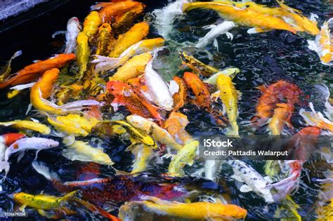 화려한 멋진 잉어 물고기 또는 Koi 물고기는 수영 Koi 물고기는 연못에서 수영입니다 상단 보기와에 대 한 확대 닫습니다 물은 분명 검정 및 빛의 반사입니다 금붕어에 대한