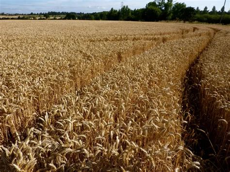 Find Biopesticides In Uk Cabi Bioprotection Portal