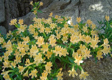Monkey Flower Definition Genera And Facts Britannica