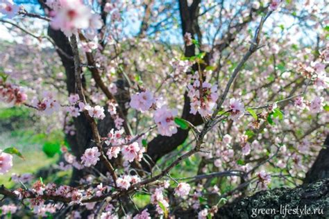 Цветущий миндаль: фото и описание красивого цветущего миндаля