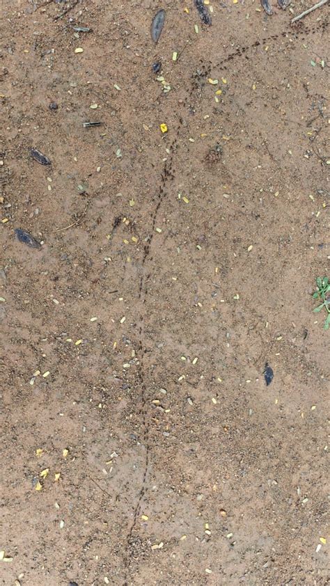 Lessons From An Ant Trail Bhoomi College